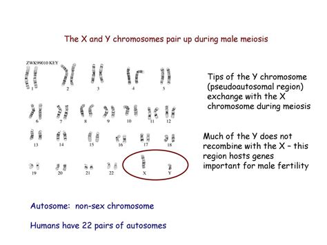 The Genetics Of Sex Ppt Download