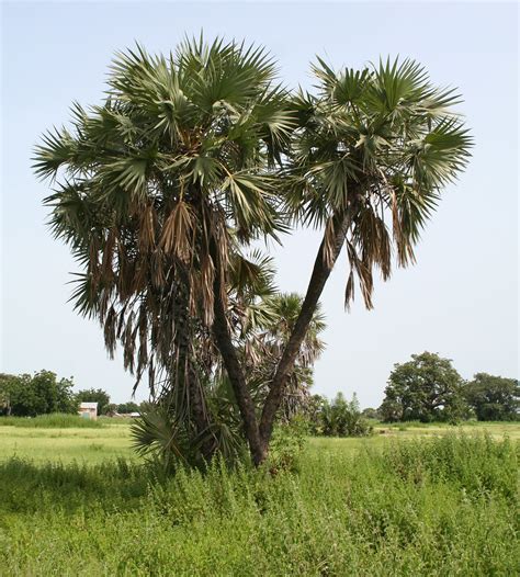 Palm Identification Planting And Maintenance Britannica