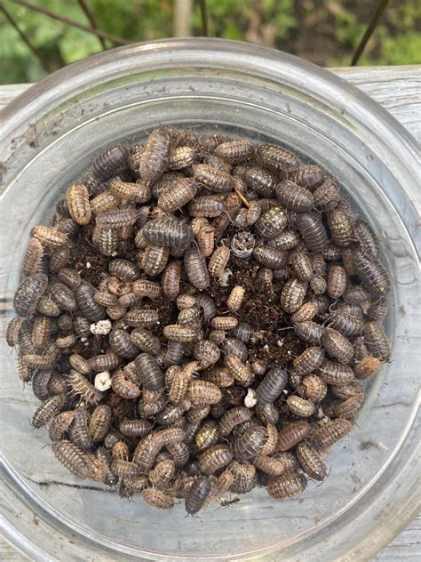Roly Poly Life Cycle Behavioural Pattern In The Pill Bug