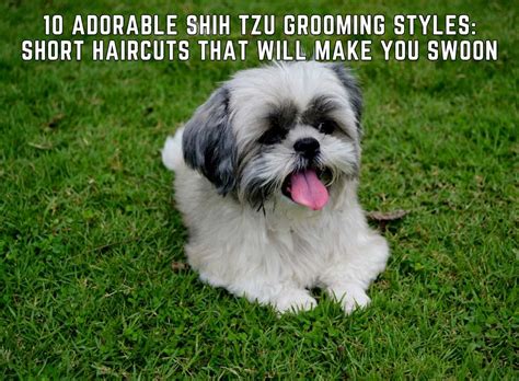 10 Adorable Shih Tzu Grooming Styles Short Haircuts That Will Make You
