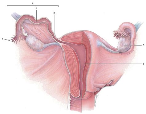 Function Of The Female Reproductive Structures Diagram Quizlet