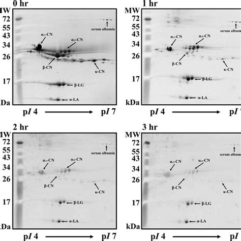 Sds Page Analysis Of Caseins And Whey Proteins Treated With Mtgase