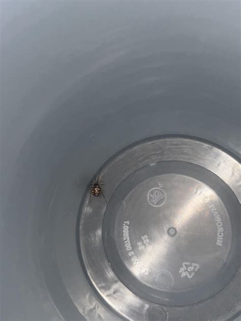 Juvenile Black Widow Rspiders