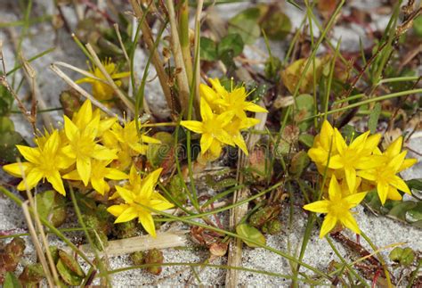 北高清图片 咬石松 咬石松图片免费下载 5093564523 千图网pro