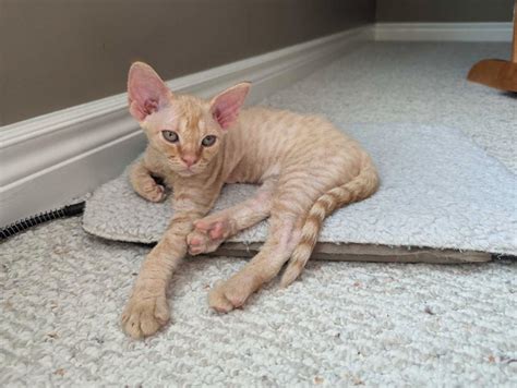 Devon Rex Kittens Cats And Kittens For Rehoming Powell River District Kijiji