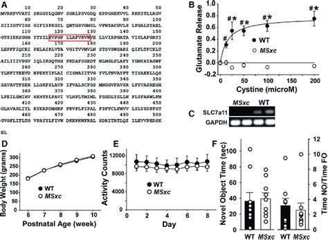 Mutating Xct Protein Eliminates Sxc Function But Does Not Produce Download Scientific Diagram
