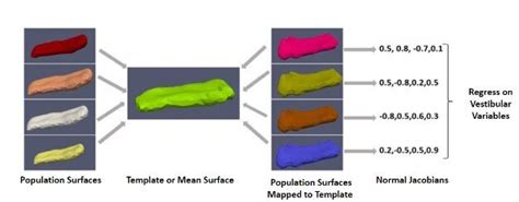 Schematic Of Shape Analysis Download Scientific Diagram