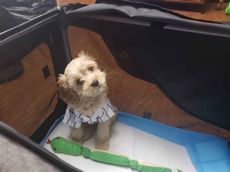 Cockapoo Puppies For Sale Cockapoo For Sale