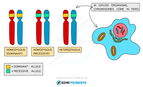 ib dp biology sl复习笔记3 3 2 inheriting alleles 翰林国际教育