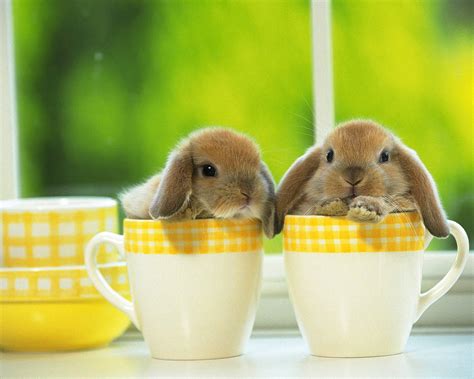 100 Cute Bunny Wallpapers Wallpapers Com