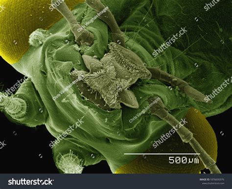 Mosquito Mouthparts Microscope