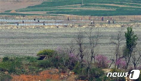 봄철 농사일 하는 북한 주민들 뉴스1