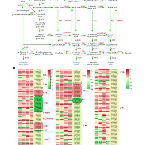 The Phenylpropanoid Biosynthesis Pathway And Phenylpropanoid Download Scientific Diagram