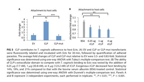 Solved What Did The Adhesion Experiments In Fig 5 And Fig