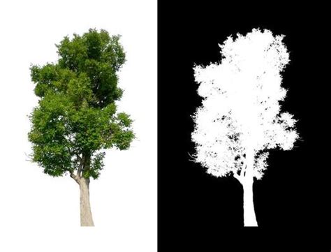 Tree Cnc Stock Photos Images And Backgrounds For Free Download