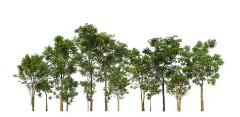 Tree Seamless Stock Photos Images And Backgrounds For Free Download