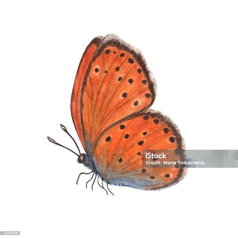 수채화 희소 한 구리 나비는 흰색 배경에 고립되어 있습니다 벽지 인쇄 섬유 보육원 스크랩북 청첩장 배너 디자인 엽서 의류에