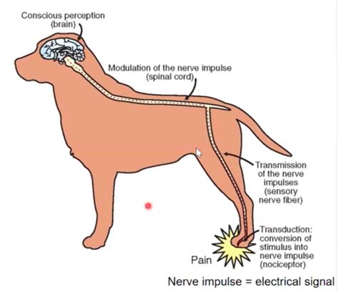 Lecture Wk 4 Sensory Physiology Flashcards Quizlet
