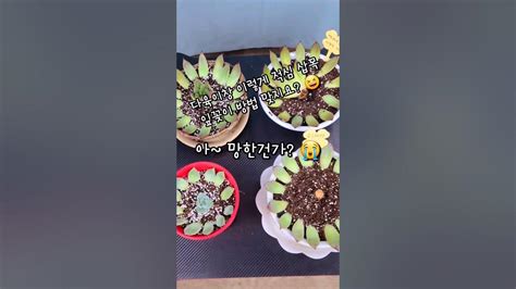 다육이창 창다육 적심 삽목 잎꽂이 다육이번식 요렇게 하는게 맞나 Youtube