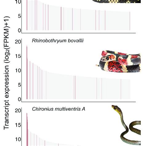 Toxin Expression From The Venom Gland Transcriptome Of Four Species Of Download Scientific