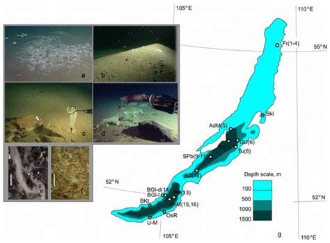 Diversity Mdpi On Linkedin The First Data On Harpacticoid Copepod