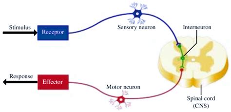 What Is A Reflex Action For Class 10th Cbse Class Notes Online