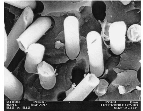 Sem Micrograph Of Tensile Fracture Surface Of An Sgfpp