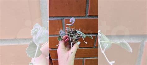 Дихондра серебристая купить в Москве Товары для дома и дачи Авито