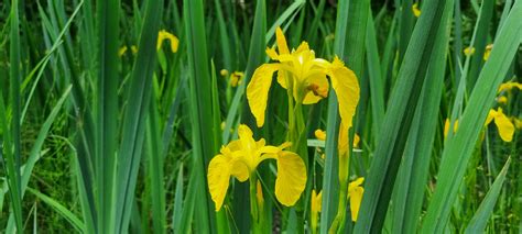 Yellow Irisflag Iris Pseudacorus Celtic Wildflowers