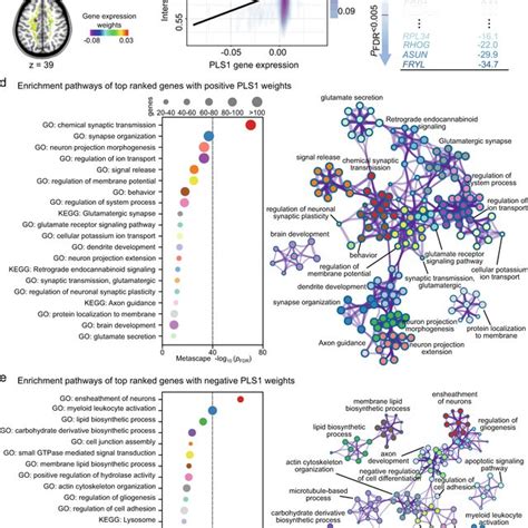 Cell Type Specificity Of Intersubject Variability Of White Matter