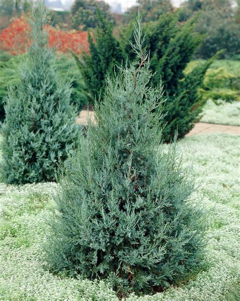 Juniperus Scopulorum Blue Heaven