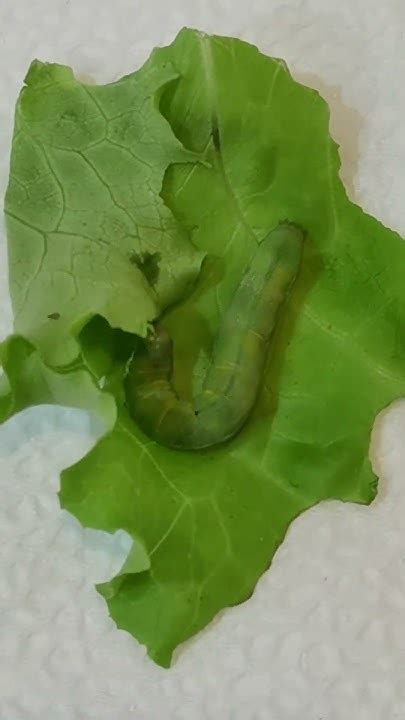 Ням ням ням ням ням ням Youtube