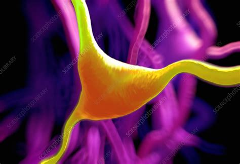 Cerebral Cortex Nerve Cell Illustration Stock Image F011 7405 Science Photo Library