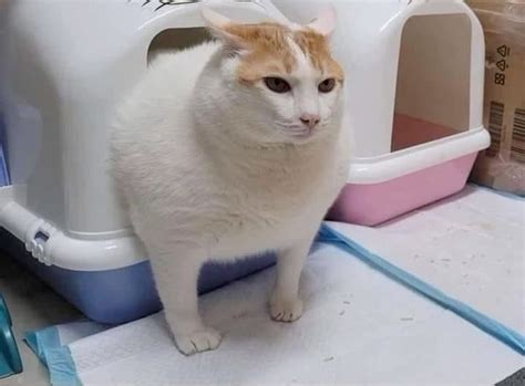 Funny And Cute Orange Cat With Litter Box Cursed Cat Pics Chonky Cat