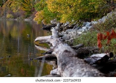 Sideways Flower Images Stock Photos Vectors Shutterstock