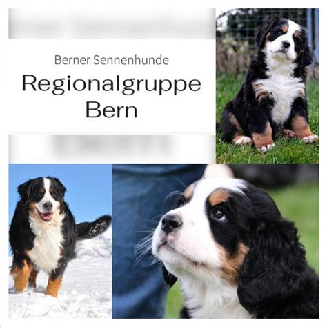 News Berner Sennenhunde R