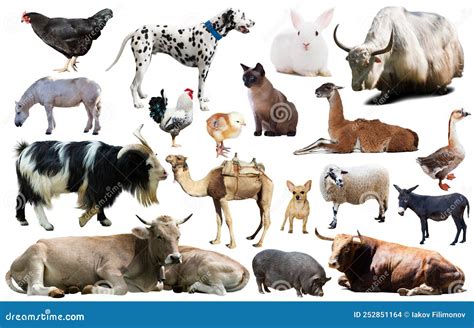 Conjunto De Animales De Granja Foto De Archivo Imagen De Burro