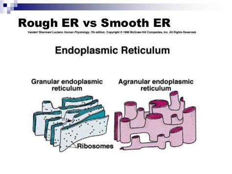 Comparison Of ER And EER Diagrams Understanding The Differences