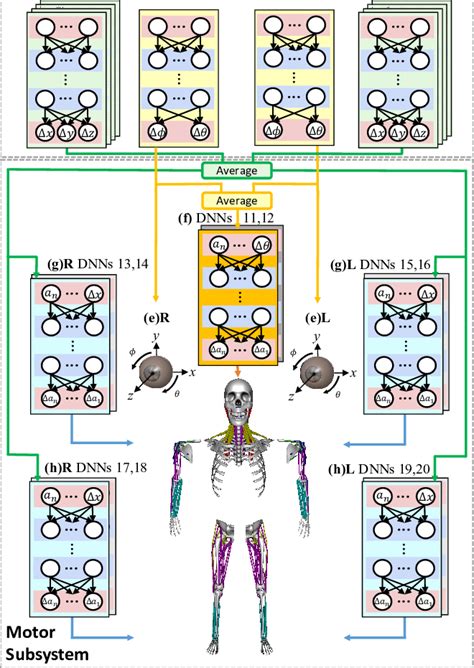 Sensorimotor System Architecture Showing The Modular Neural Network