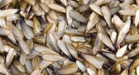 Flying Termites With Wings Swarmers Pictures And How To Get Rid Pestbugs
