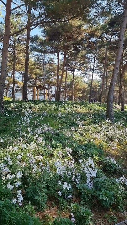 구절초가 만발했다 멋진 소나무 숲에서 Youtube