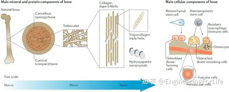 Nature综述：用于骨组织工程的材料设计 知乎