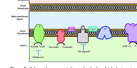 Schematic Representations Of Mitochondrial Electron Transport Chain Download Scientific