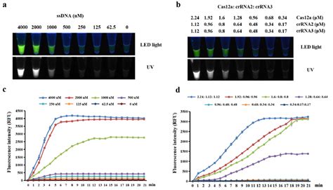 Concentration Optimization Of Ssdna Fq Fluorescent Molecules And