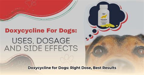 Doxycycline Dosage Chart For Dogs Chaztin
