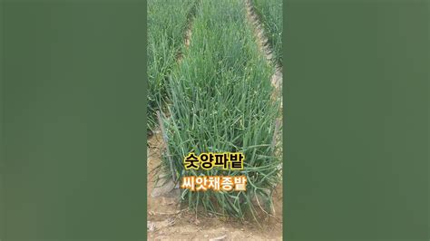 숫양파밭 씨앗채종밭 Youtube
