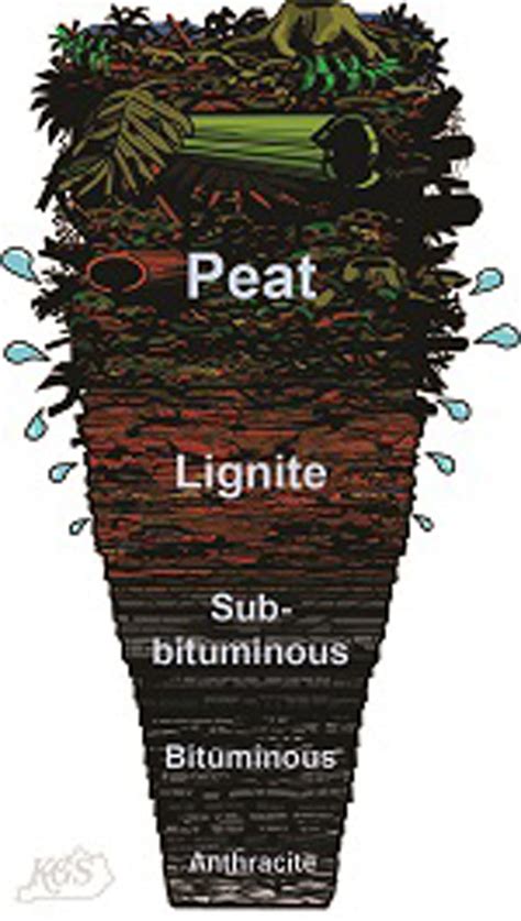 Coal Formation Stages