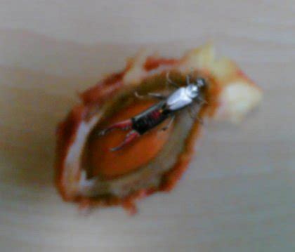 Studying Kernel Bugs