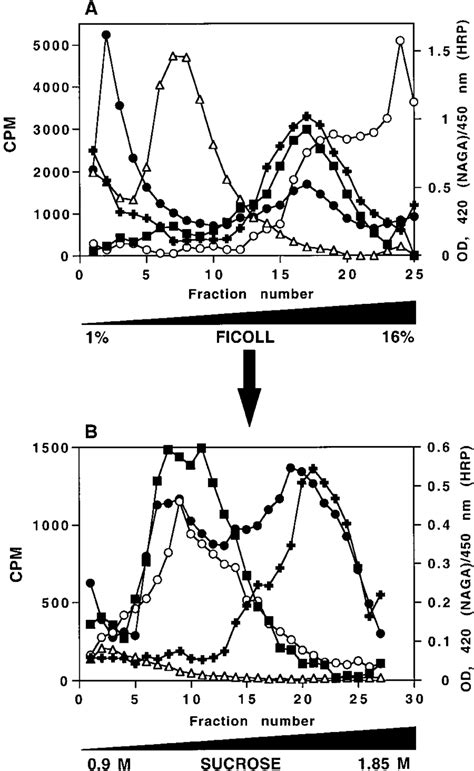 A Two Step Subcellular Fractionation Procedure For Separation Of Late Download Scientific