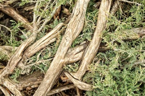 Roots Of Coniferous Tree In Forest Stock Image Image Of Conifer Bark 150071651